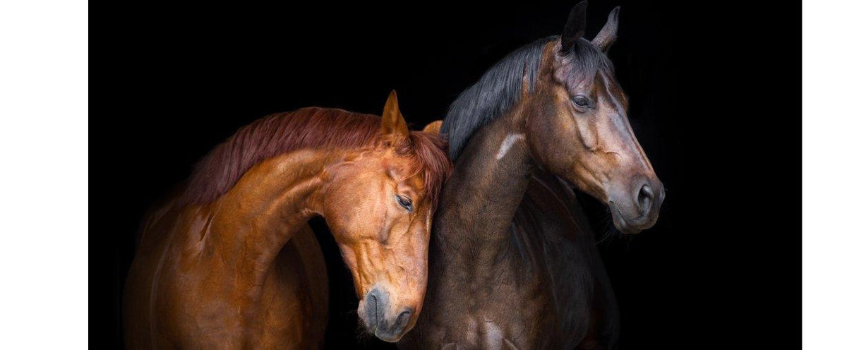 Horse float stickers and decals | Mega Sticker Store